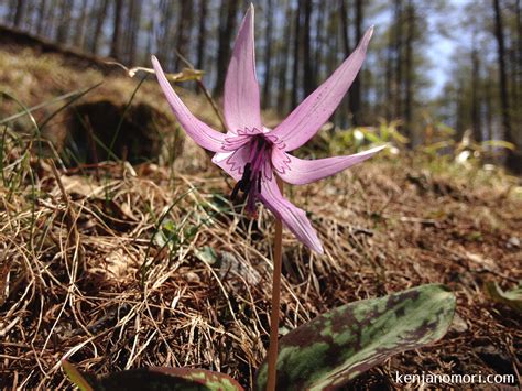春の妖精カタクリの花 山と自然のブログ賢者の森