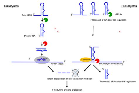 Genes Free Full Text Modulation Of Bacterial Srnas Activity By
