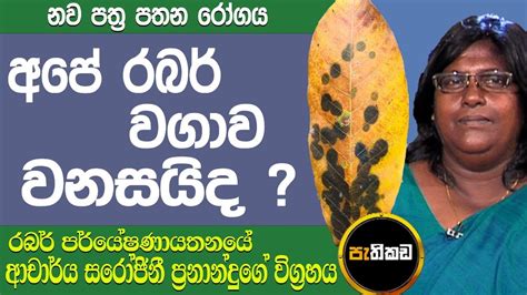 රබර් කොළ හැලීමේ රෝගය දිස්ත්‍රික්ක 6ක පැතිරෙයි Youtube
