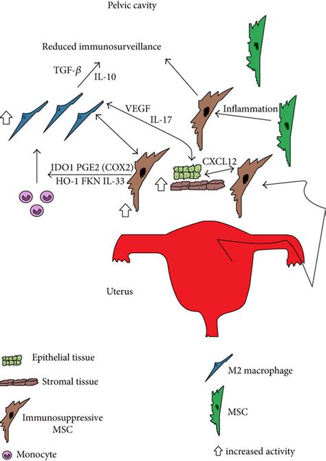 Schematic Figure Showing The Role Immunosuppressive Ectopic Msc May Be