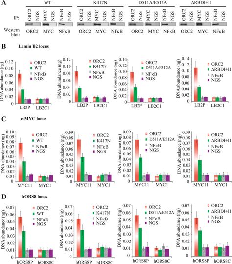 Binding Of Dhx9 To Origins Is Not Dependent On Its Helicase Or Download Scientific Diagram