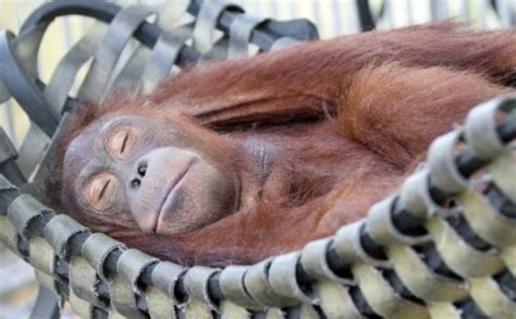 Create Meme Primate Pictures Meme