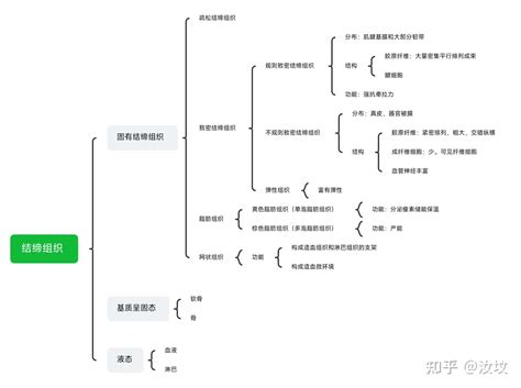 组织学与胚胎学思维导图分享 知乎