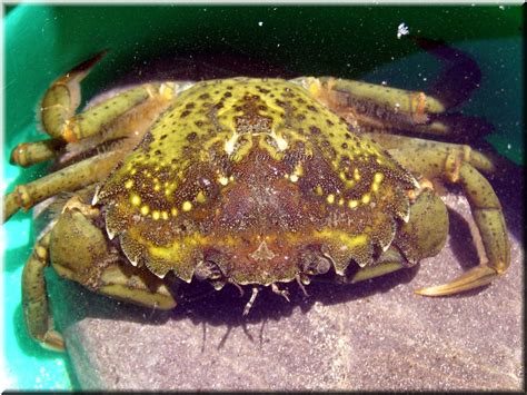 Green European Crab