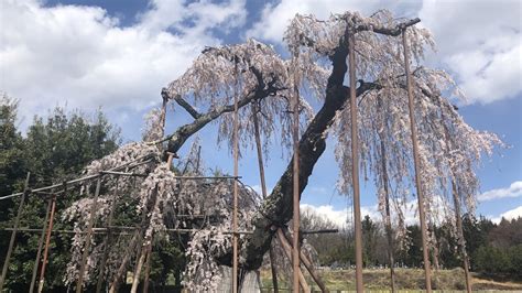 推定樹齢合わせて2400年神田の大糸桜と山高神代桜を愛でる TRI八ヶ岳WiL稿房