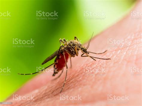 Ensefalitis Demam Kuning Penyakit Malaria Mayaro Atau Zika Terinfeksi