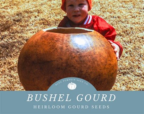 Giant African Gourd Seeds Etsy