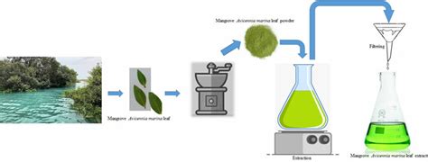 Schematic Representation Of The Mangrove Extraction Process Download Scientific Diagram