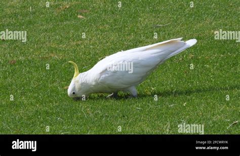 Queensland Sulphur Crested Cockatoo Cacatua Galerita Stock Videos