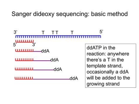 Dna Sequencing Dna Sequencing Is Like Reading The Instructions Inside A Cell Ppt