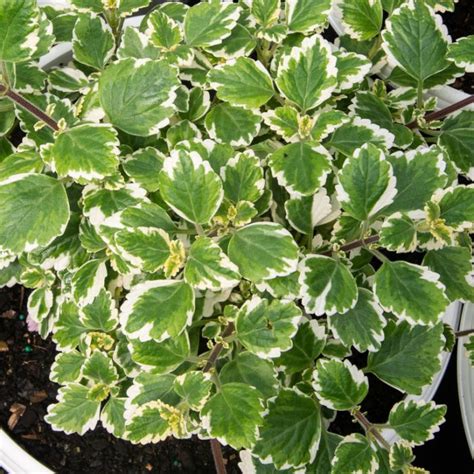 Plectranthus Variegated Hanging Basket