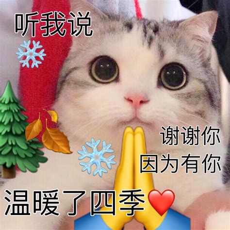 听我说谢谢你猫咪表情包谢谢你因为有你温暖了四季表情包 三千图片网