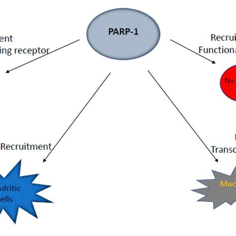 Schematic Representation Of The Role Played By Parp 1 In Cells Of The Download Scientific