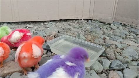 Ayam Couloring To Eat Youtube