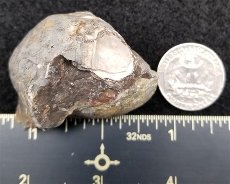 1 Oyster Fossil Natural Fossil Montana Oyster Marine Fossil Orange