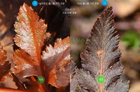 고사리식물 단풍고사리삼