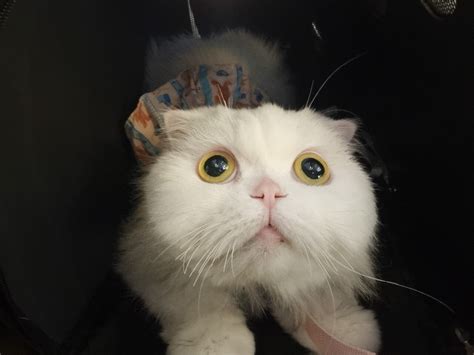 저희 집 귀여운 강아지 자랑 좀 하겠습니다 유머 움짤 이슈 에펨코리아