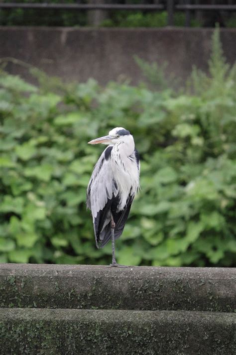 八月下旬の野鳥 虹色フォーカスannex