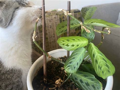 Is Prayer Plant Toxic To Cats Plants Craze