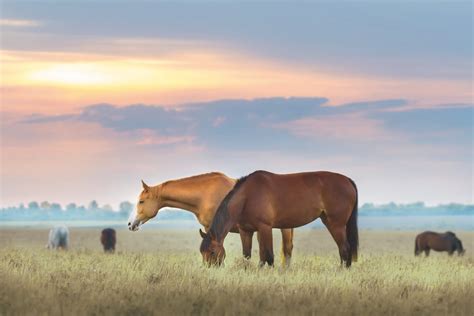 Good Grass Types Of Roughage Hq Magazine