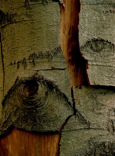 A Diseased Tree Shedding Its Bark Smithsonian Photo Contest