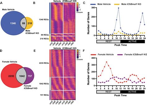 The Core Circadian Clock Factor Bmal1 Transduces Sex Specific Differences In Both Rhythmic And