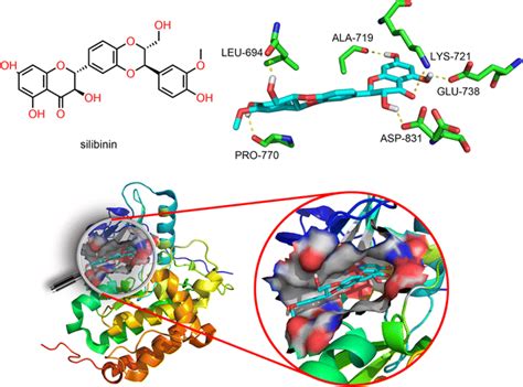 Docking Of Silibinin Into The Binding Pocket Of Egfr Atoms And Bonds