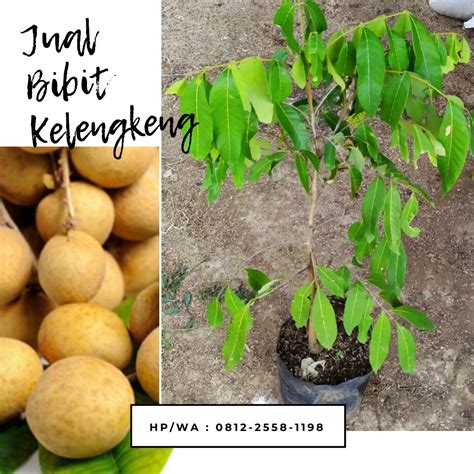 BERKUALITAS WA 0812 2558 1198 Jual Bibit Kelengkeng MANIS HP