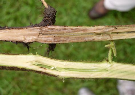 Sudden Death Syndrome Of Soybeans Pioneer Canada