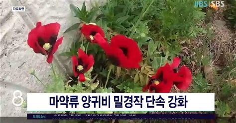 마약류 양귀비 밀경작 단속 강화