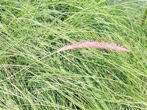Grass On The Field Agricultural Landscape In The Summer Time Stock