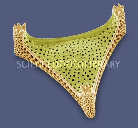 Diatom Sem Diatom Macro And Micro Microscopic Images