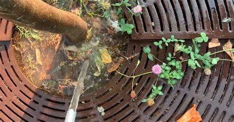 Protect The Urban Forest And It Will Protect Us Water Thirsty Trees City Of Vancouver