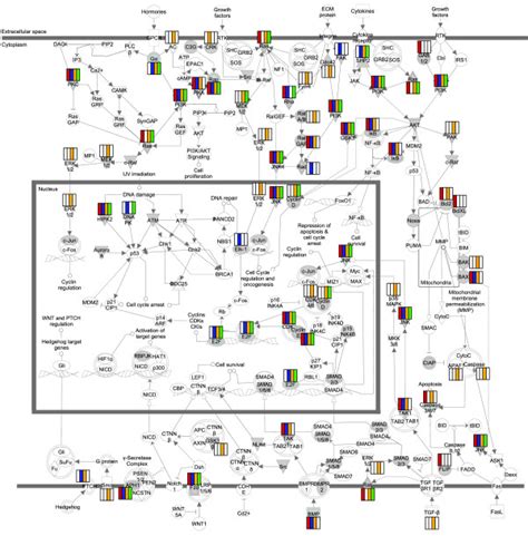 Isomirs And Mirnas Target Similar Biological Pathways The Molecular Download Scientific