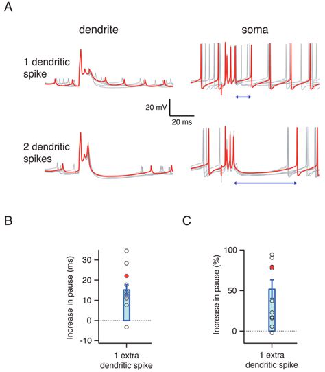 Dendritic Calcium Spikes Regulate The Post Complex Spike Pause A