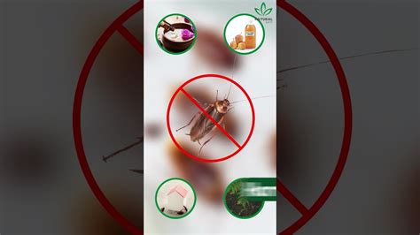 Eliminate Cockroach Infestations With An Easy To Follow Recipe