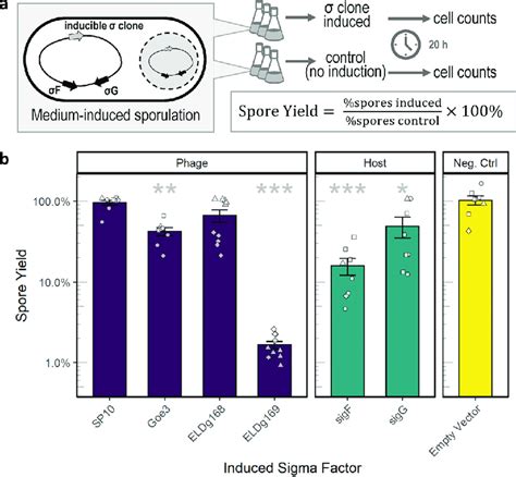 Phage Derived Sigma Factors Reduced Sporulation A Illustration Of
