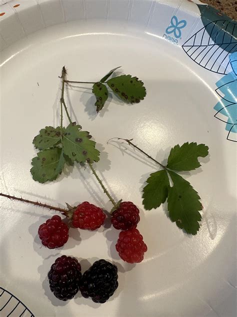 Are These Dewberries Rforaging
