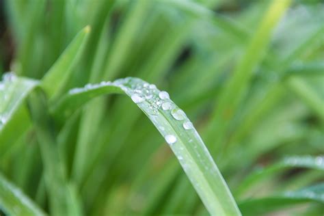 Free Photo Blade Of Grass Floral Grass Green Free Download Jooinn