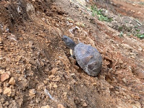 found a new turtle shaped friend on our farm yesterday nw georgia mtns