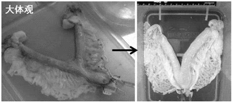 Canine Uterus Whole Organ Acellular Matrix And Preparation Method As