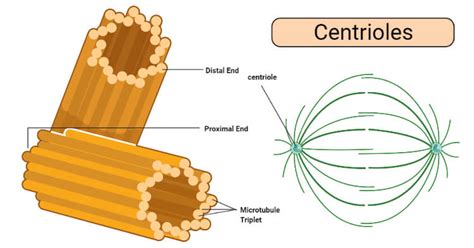 Centriole Biology Simple