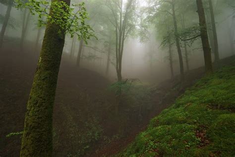 배경 화면 햇빛 나무 경치 잔디 녹색 아침 안개 밀림 열대 우림 잎 날씨 스크린 샷 삼림지 서식지 자연 환 경 대기 현상 생태계 오래된