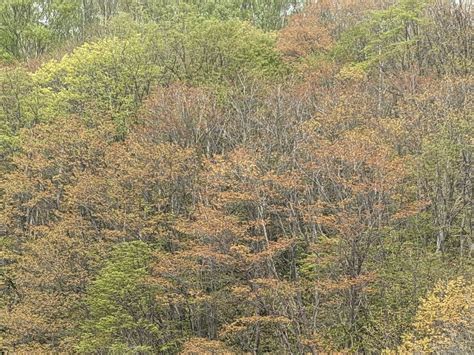 春紅葉 ニセコ ニセコ寿ことぶきのブログ