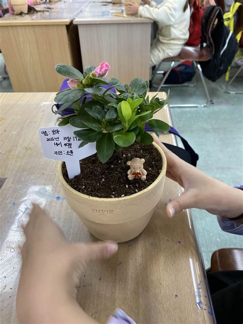 부산원예치료 초등학교 대상 아잘레아 식물 심기