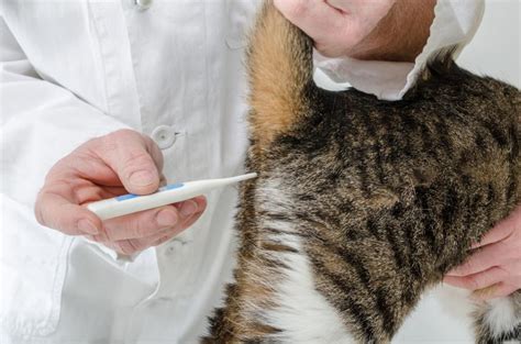 Mi Gato Defeca Gusanos Pasos A Seguir 7 Pasos