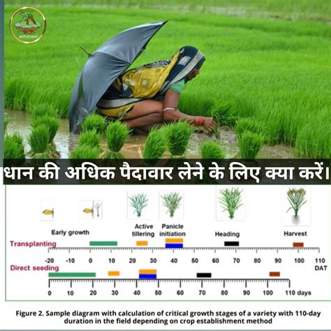 धान की फसल में खाद प्रबंधनfertilizer Management In Paddy Crop खेती