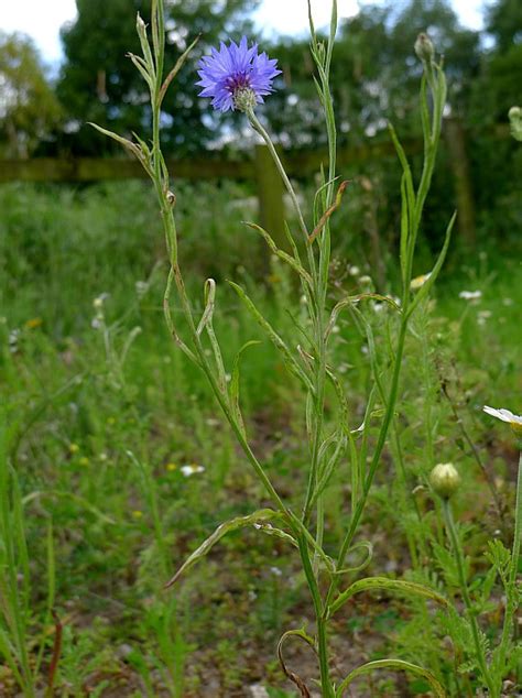 Cornflower Corn Flower Wild Flower Finder