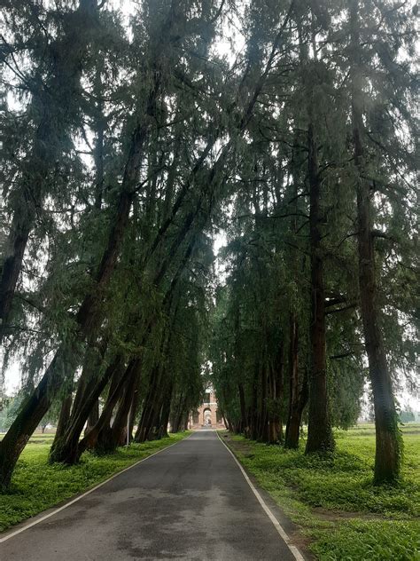 Trees Road With Coniferous Free Photo On Pixabay Pixabay
