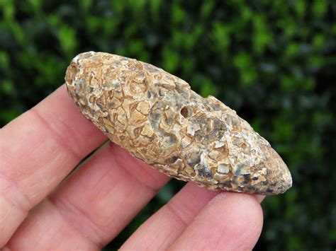 Equicalastrobus Chinleana Silicified Lycopod Cone 12